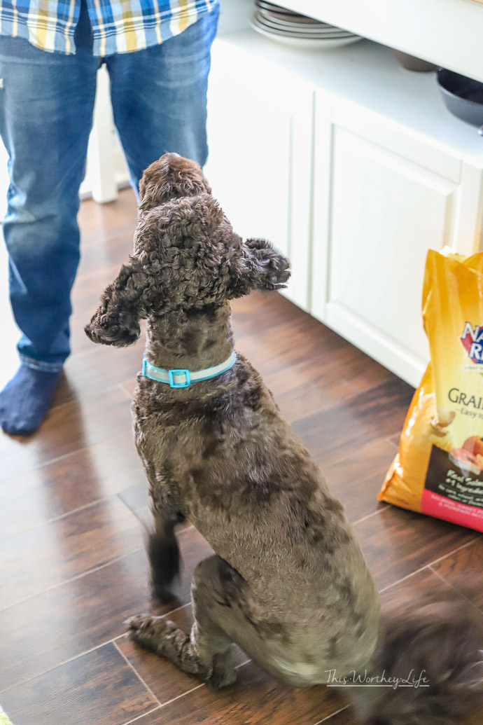 Things You Need To Do With Your Dog Every Day