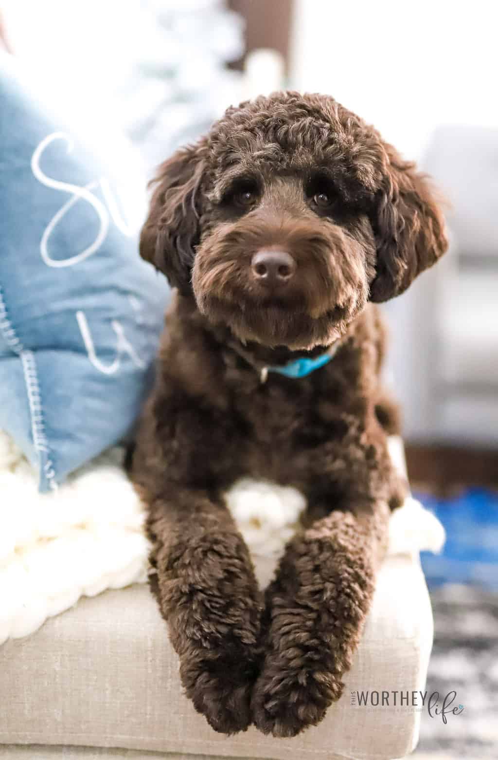 Chocolate Labradoodle Dog | Chance Is Ready For A Spring Mini-Photo Shoot