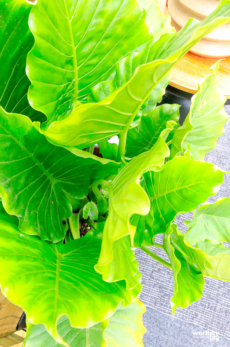 Tips + Best Outdoor Plants For Patio + Outdoor Living